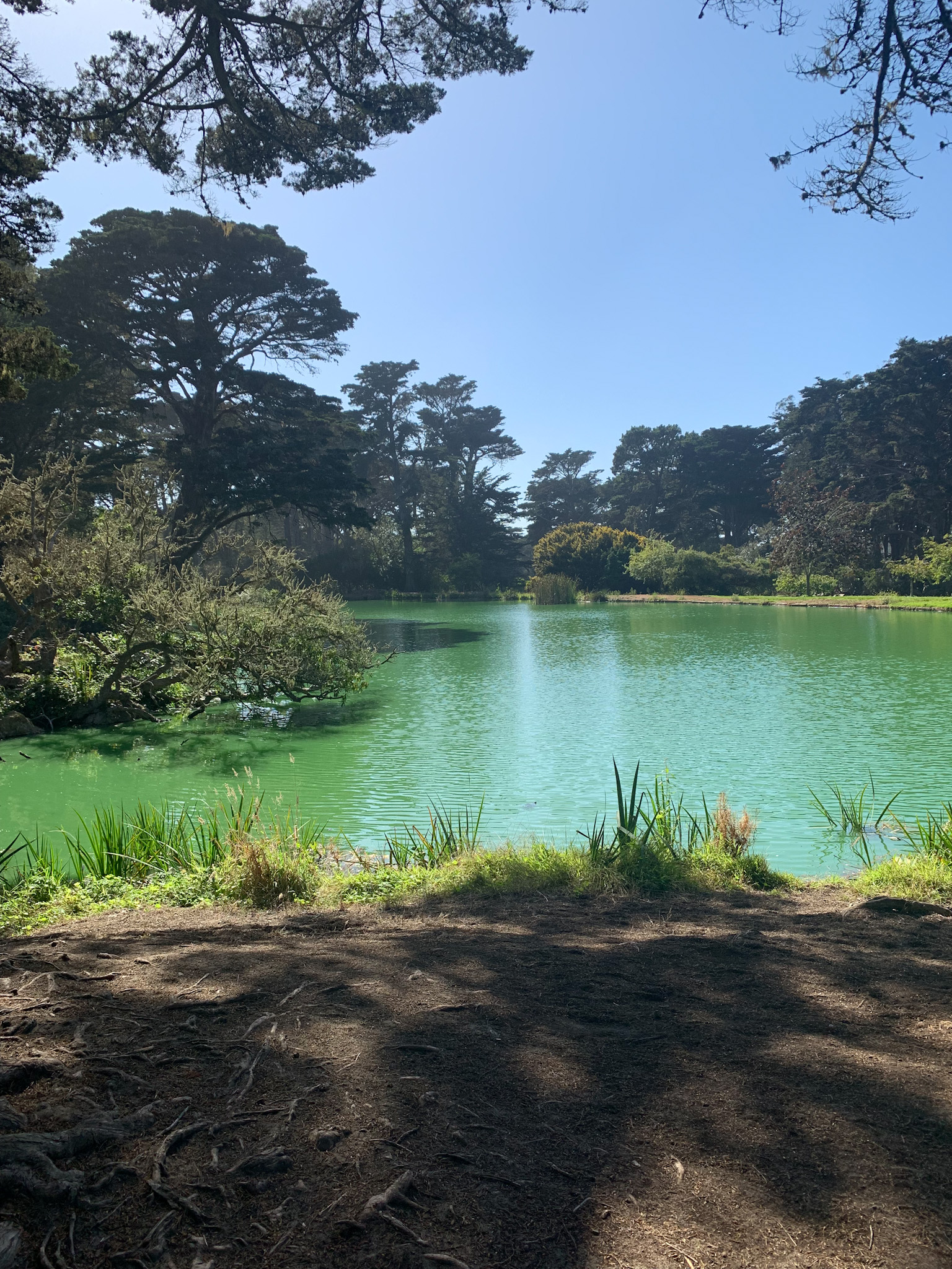 An Afternoon Walk Through Golden Gate Park - Golden Oath